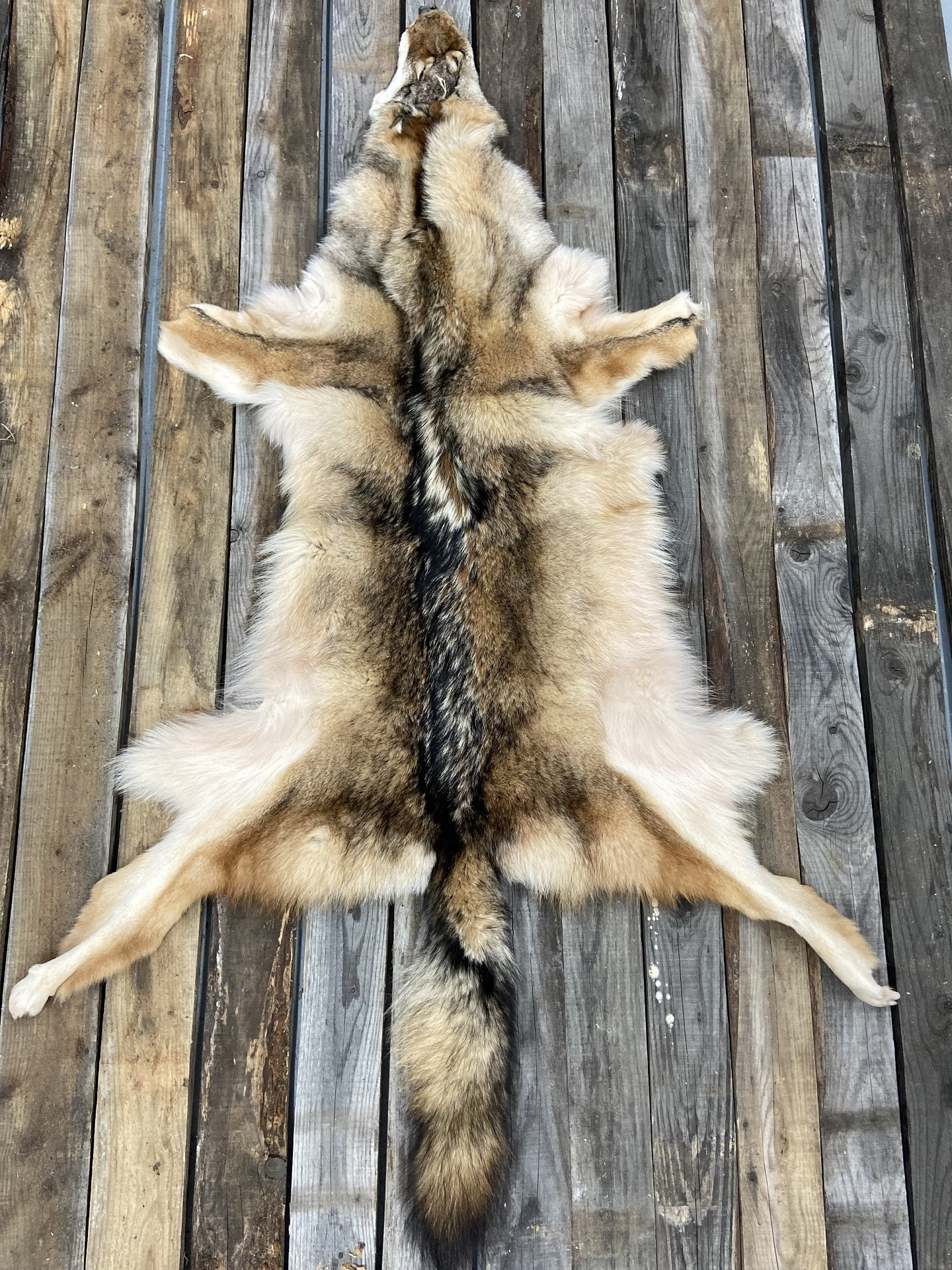 Eastern Coyote pelt | BILODEAU Canada