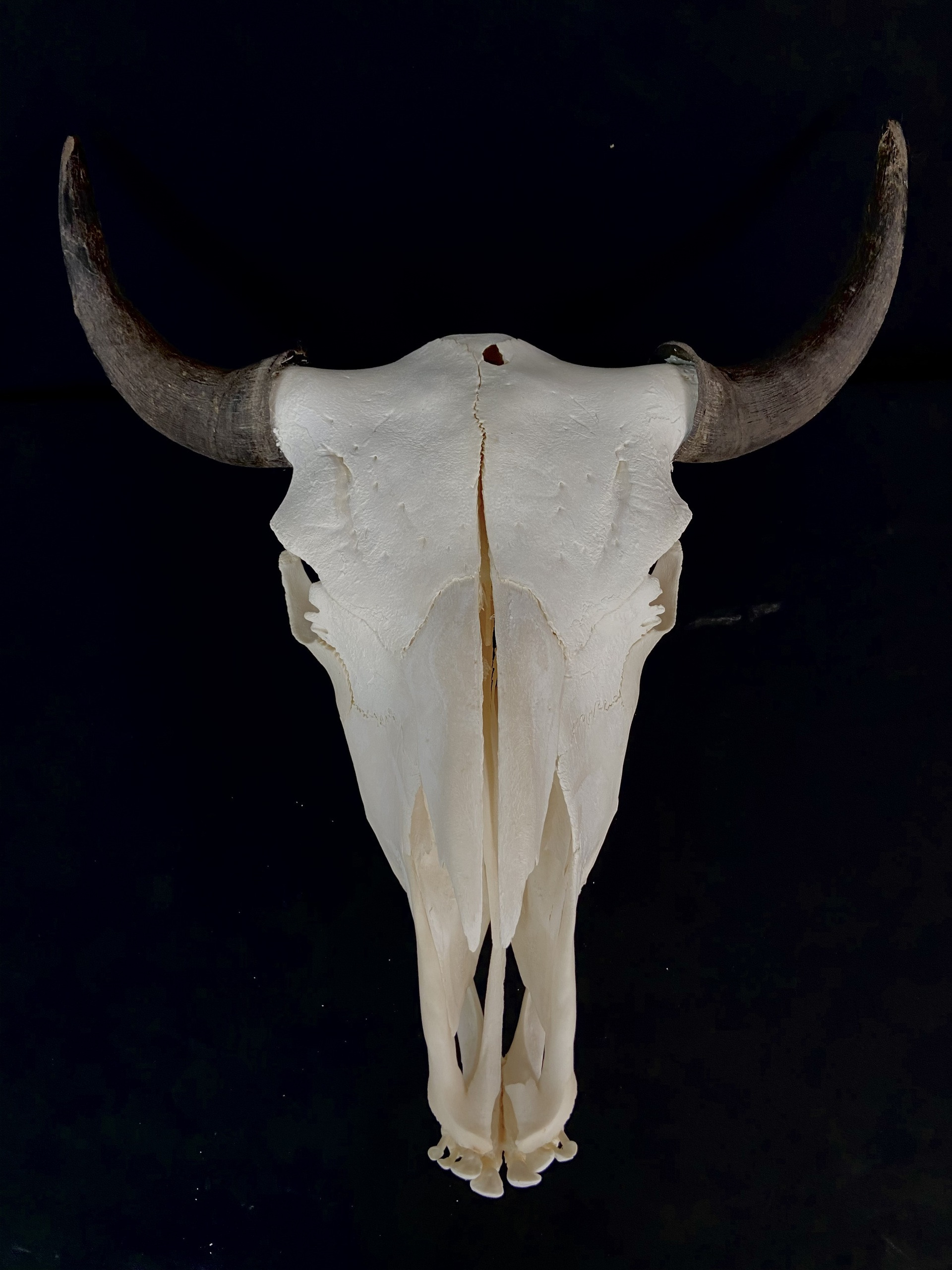 European Skulls & Mounts | BILODEAU Canada