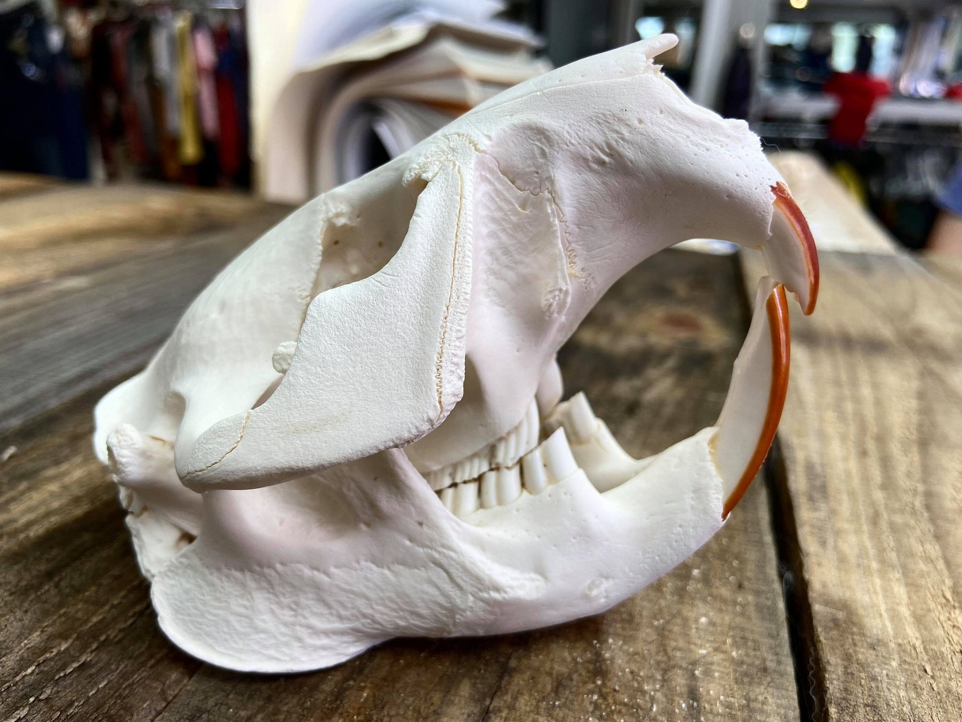 European Skulls & Mounts | BILODEAU Canada